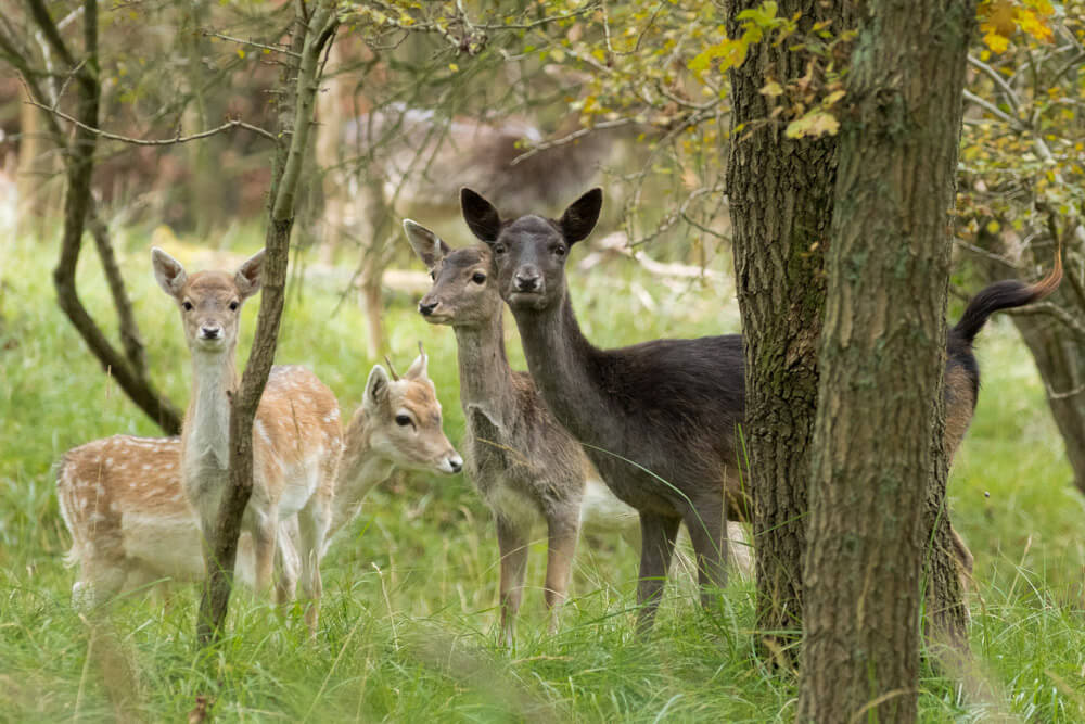 Damherten in de duinen - wildernisfoto.nl