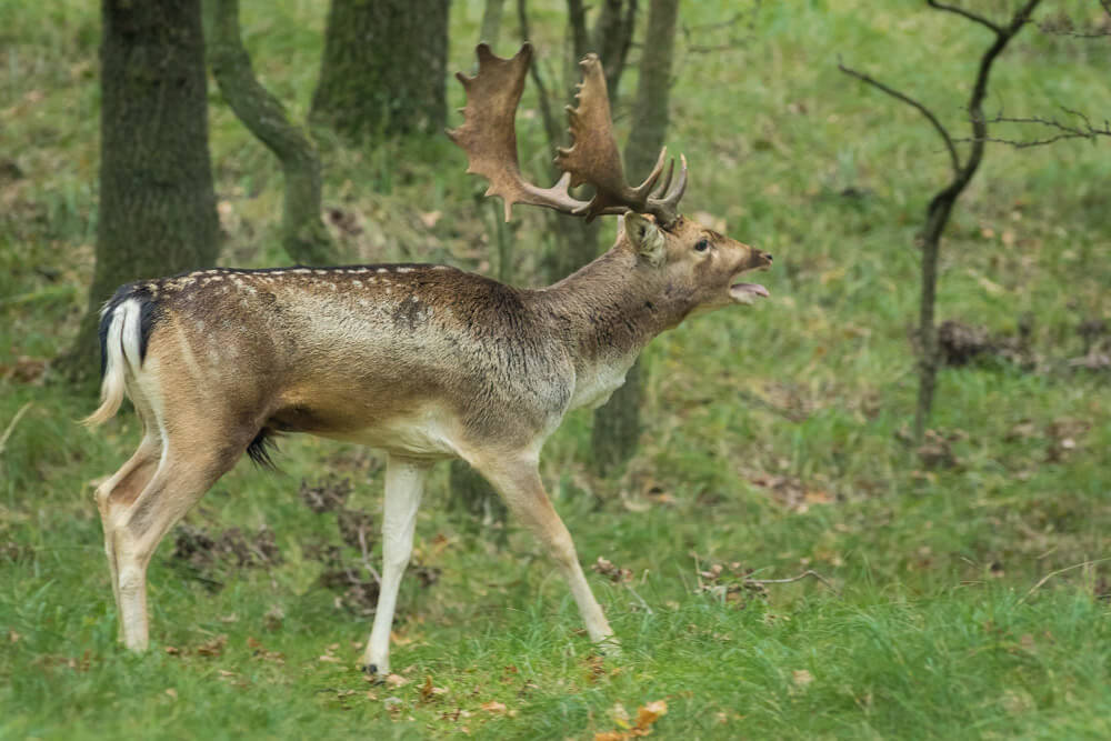 Damherten in de duinen - wildernisfoto.nl