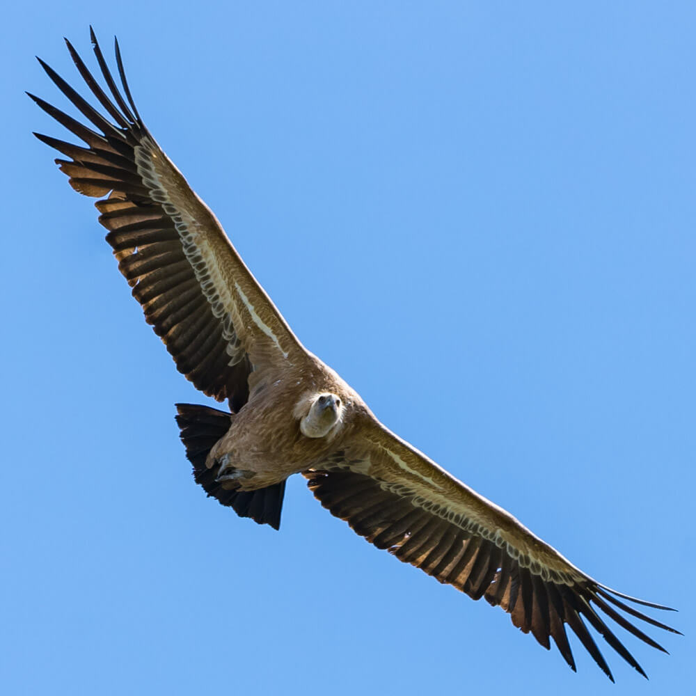 Vogels - roofvogels - wildernisfoto.nl