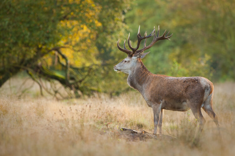 Zoogdieren - Edelherten - wildernisfoto.nl