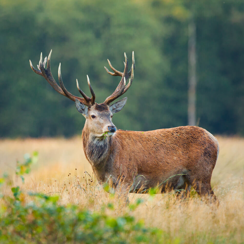 Zoogdieren - Edelherten - wildernisfoto.nl