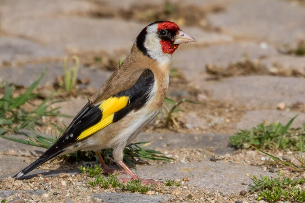 Vogels - zangvogels - wildernisfoto.nl