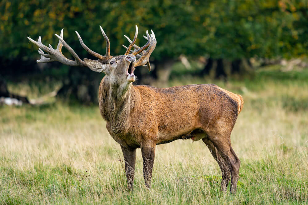 Zoogdieren - Edelherten - wildernisfoto.nl