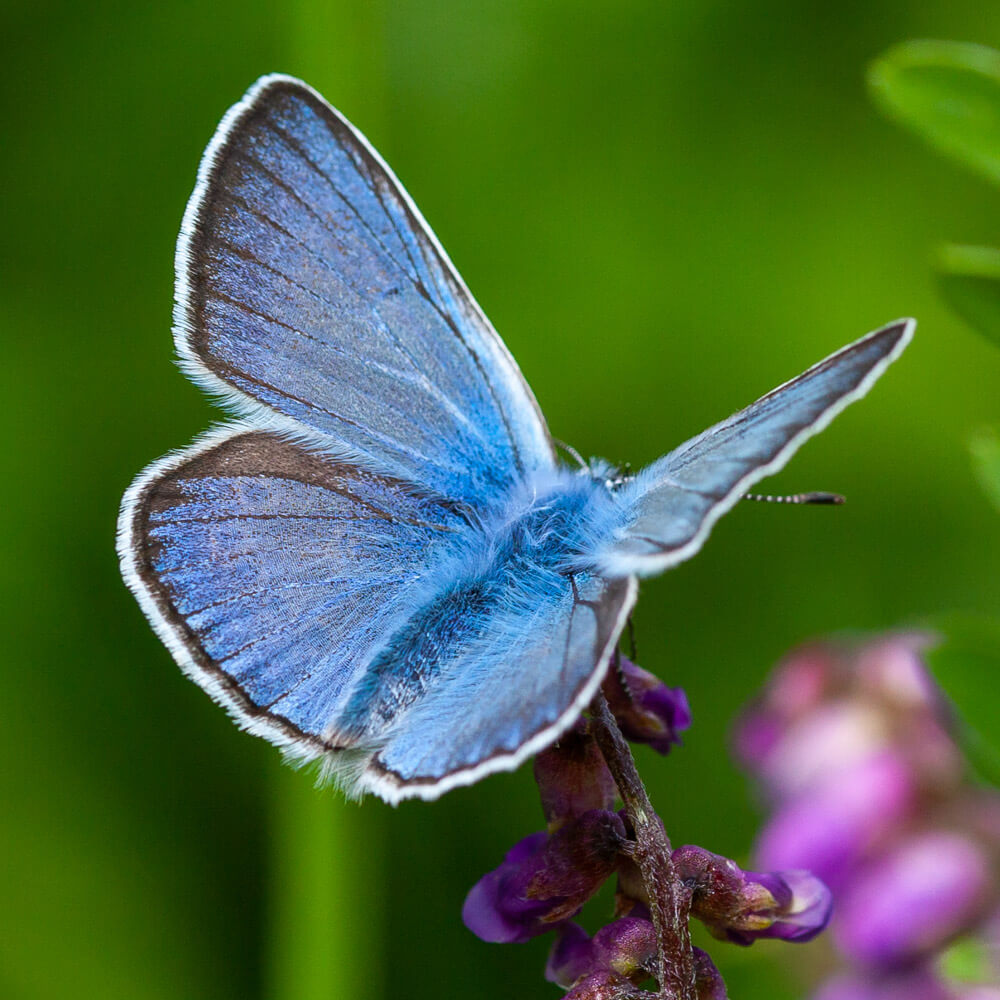 Vlinders - wildernisfoto.nl