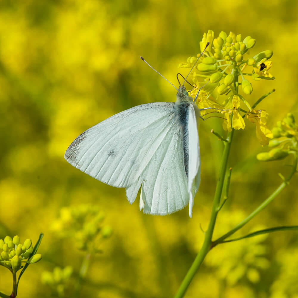 Vlinders - wildernisfoto.nl