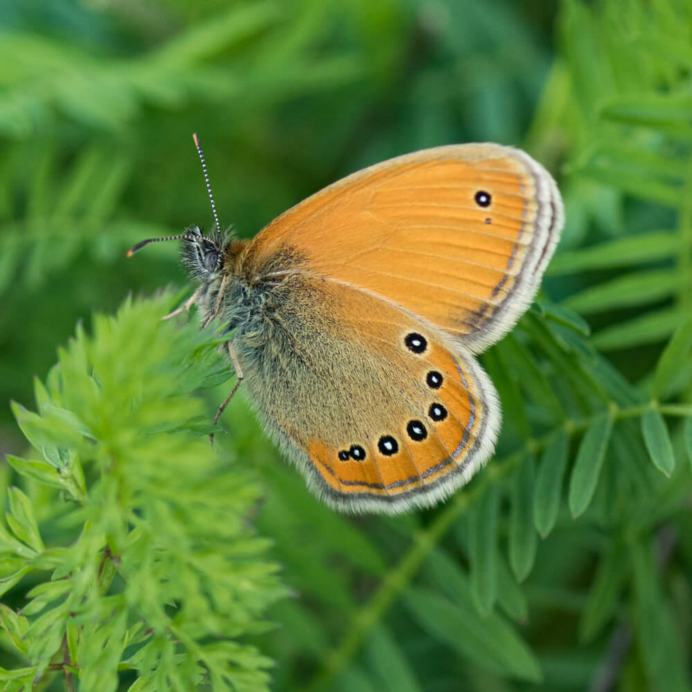 Vlinders - wildernisfoto.nl