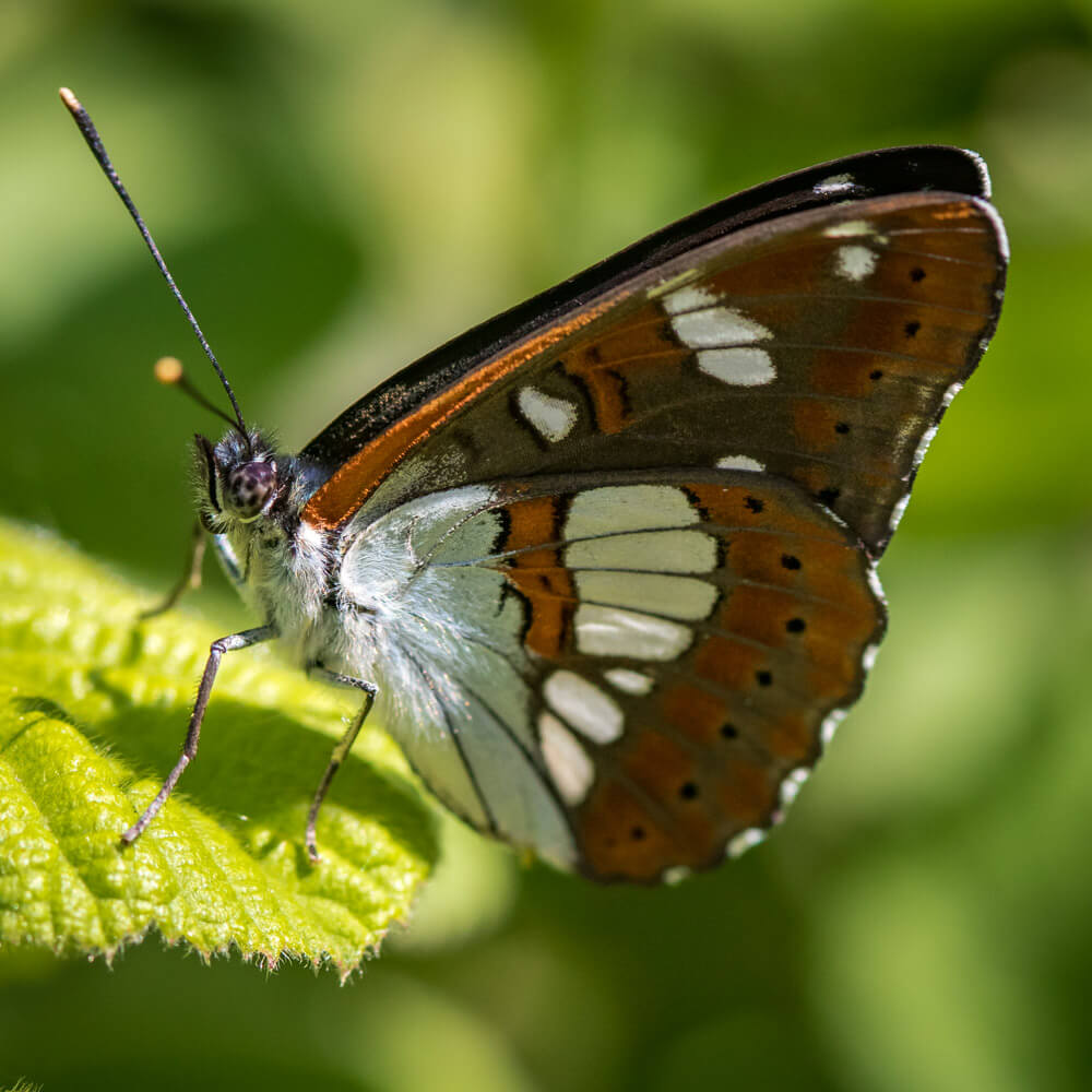 Vlinders - wildernisfoto.nl