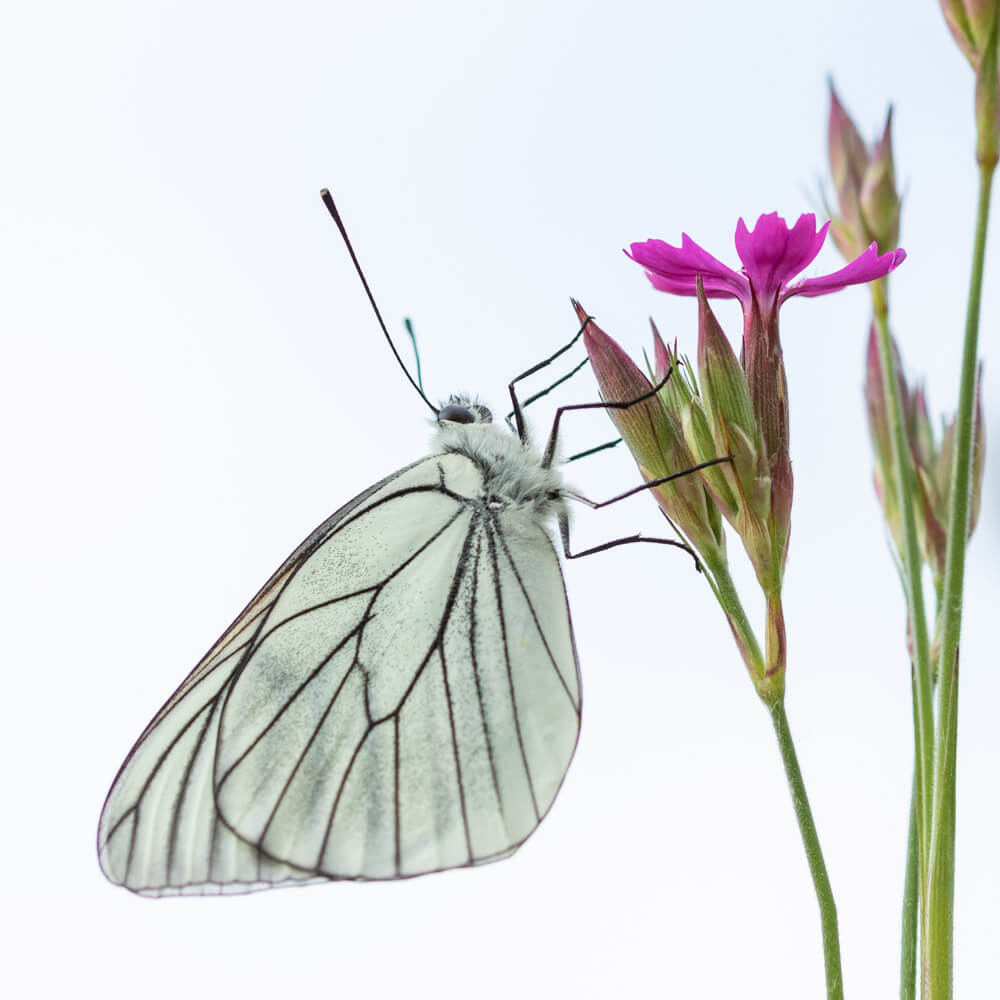 Vlinders - wildernisfoto.nl