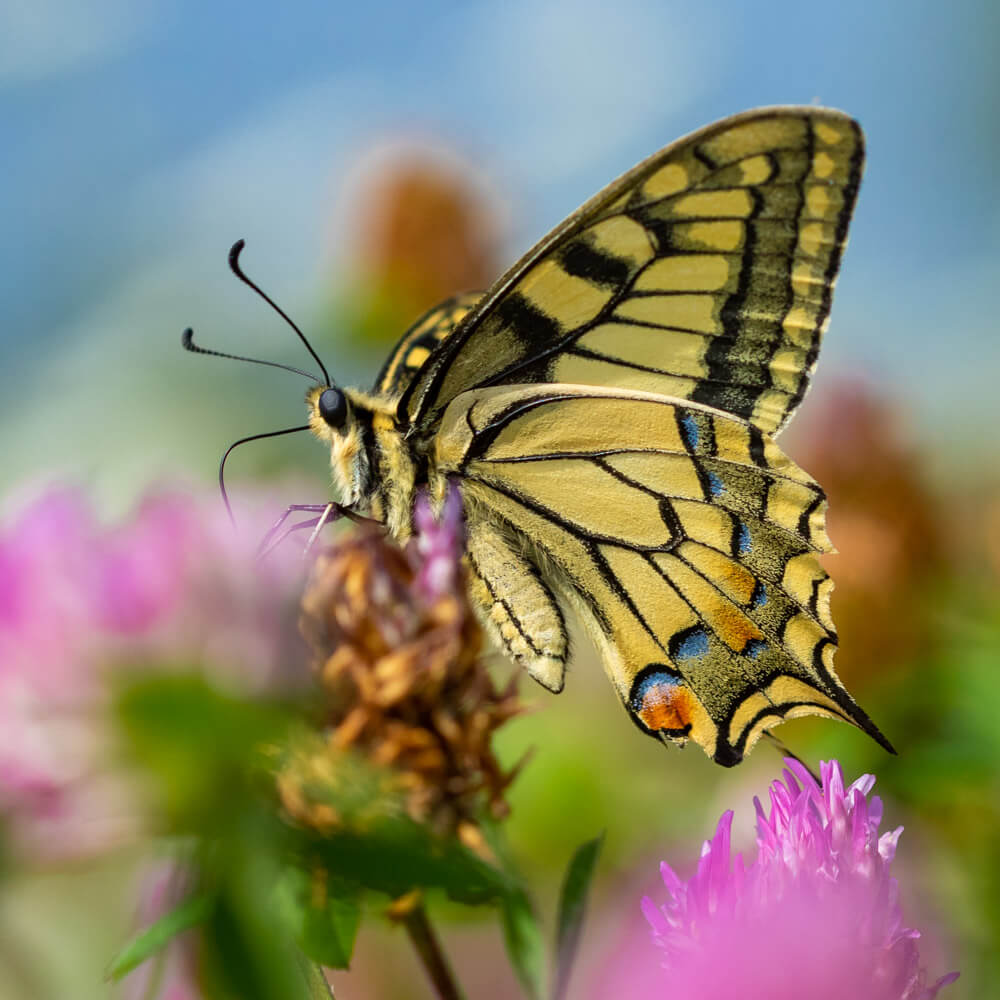 Vlinders - wildernisfoto.nl