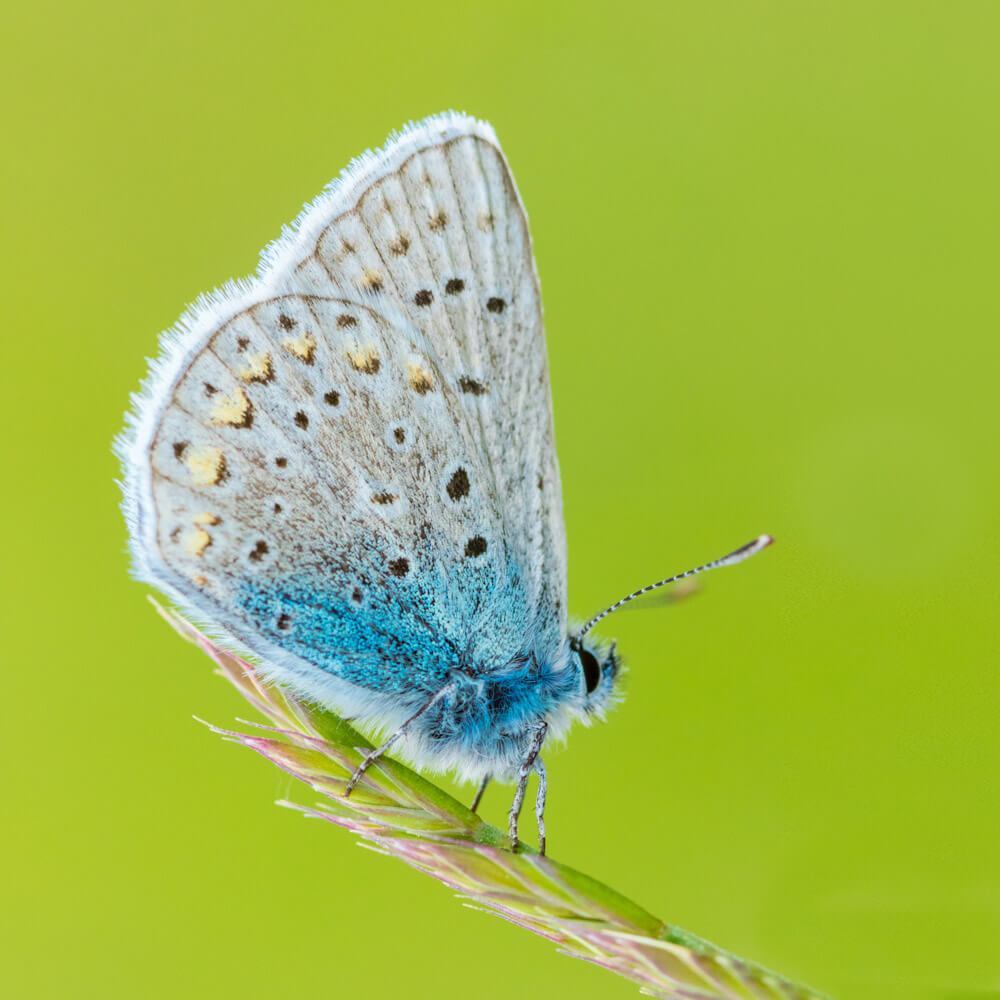 Vlinders - wildernisfoto.nl