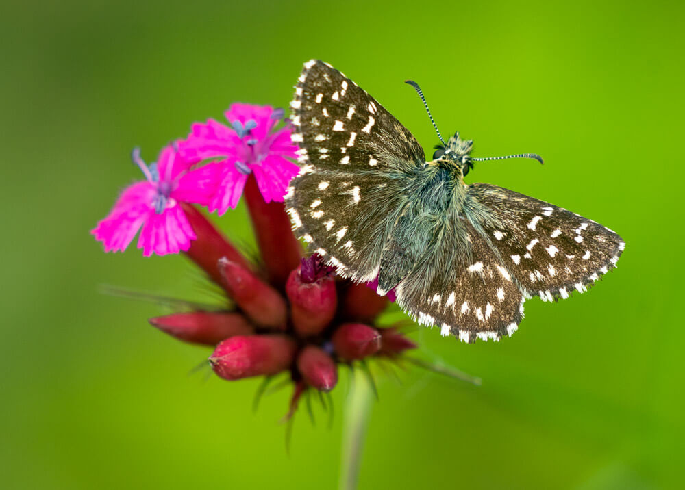 Vlinders - wildernisfoto.nl