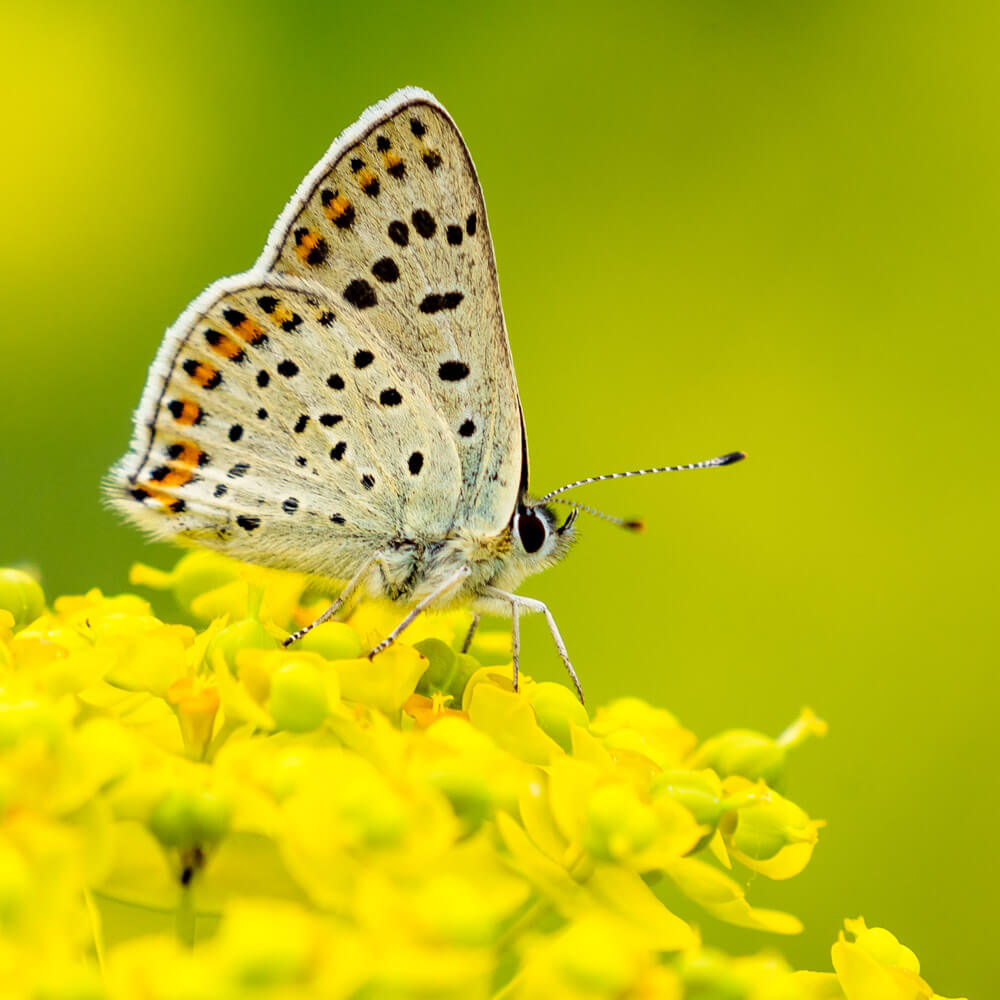 Vlinders - wildernisfoto.nl