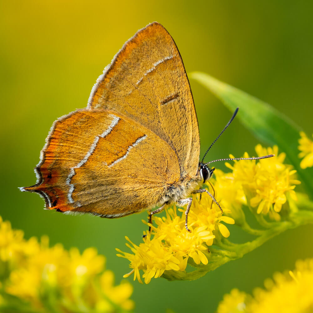 Vlinders - wildernisfoto.nl