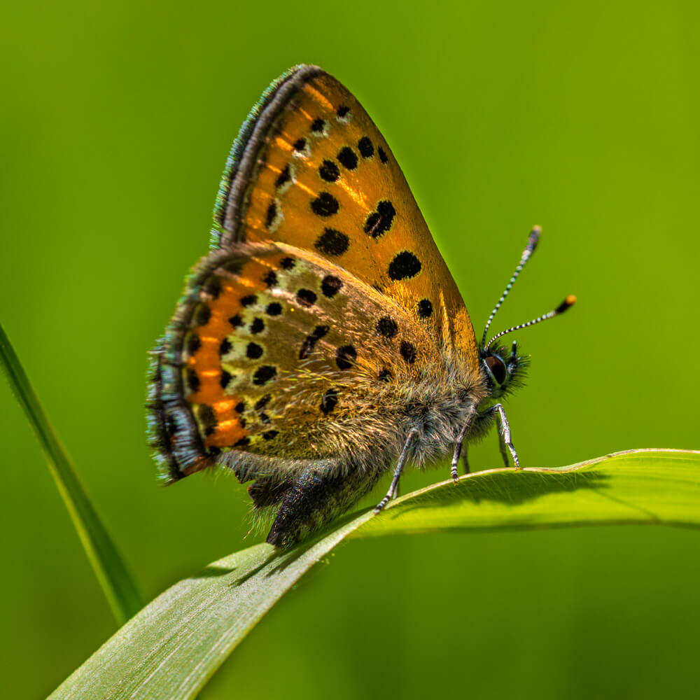 Vlinders - wildernisfoto.nl