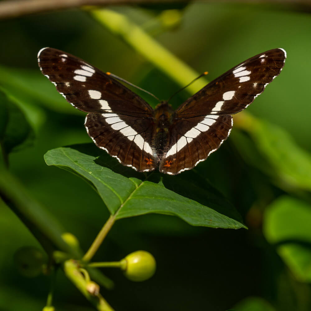 Vlinders - wildernisfoto.nl