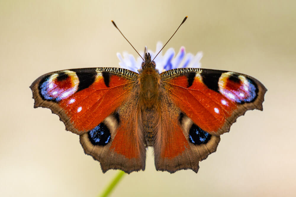 Vlinders - wildernisfoto.nl
